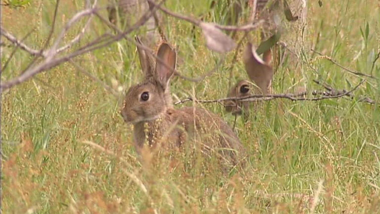New virus to control surging feral rabbit population at least 10 years away