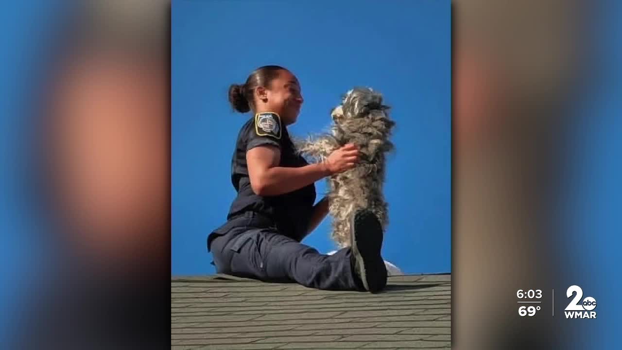 Baltimore County officer saves dog from Dundalk rooftop