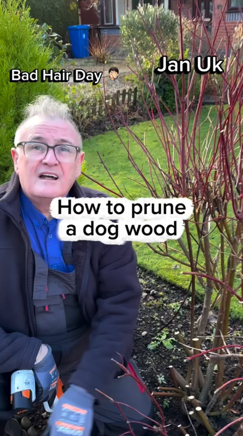 How to prune a dog wood (Cornus)