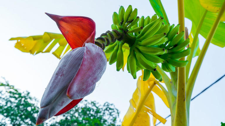 Banana blossoms are taking over as a seafood alternative—here’s why
