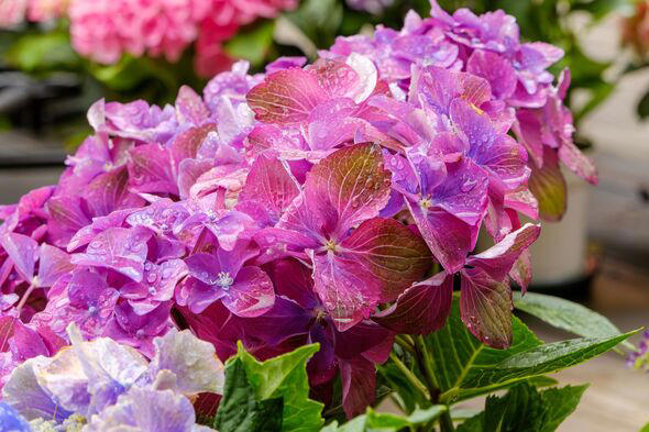 Change the colour of your hydrangeas by adding 1 item to the soil