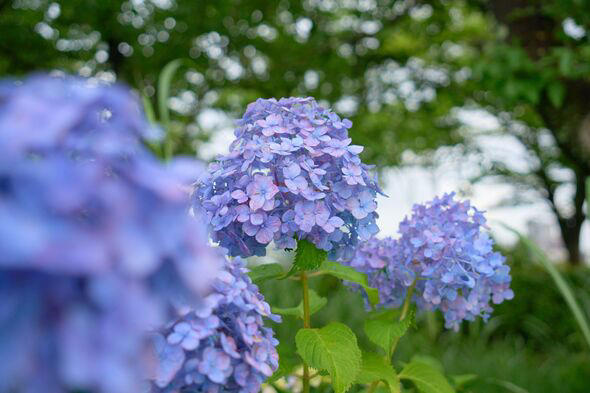 Change the colour of your hydrangeas by adding 1 item to the soil