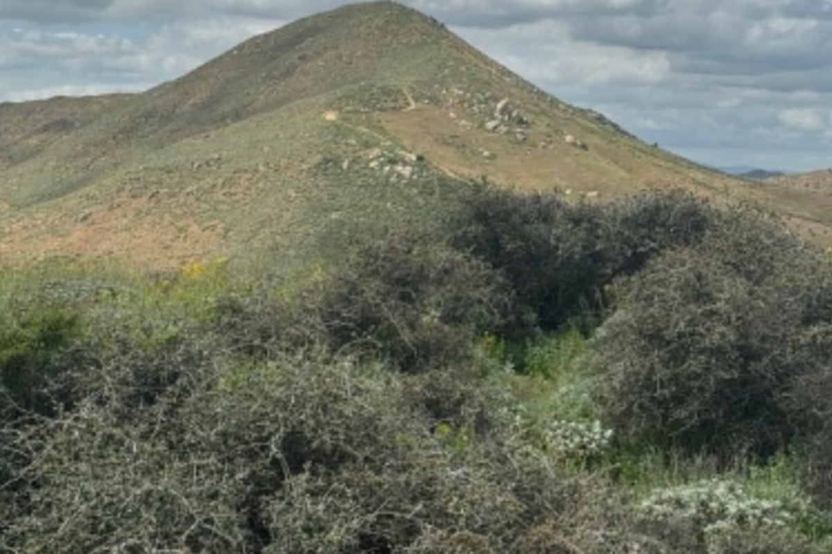 World’s oldest oak tree spared from California developers
