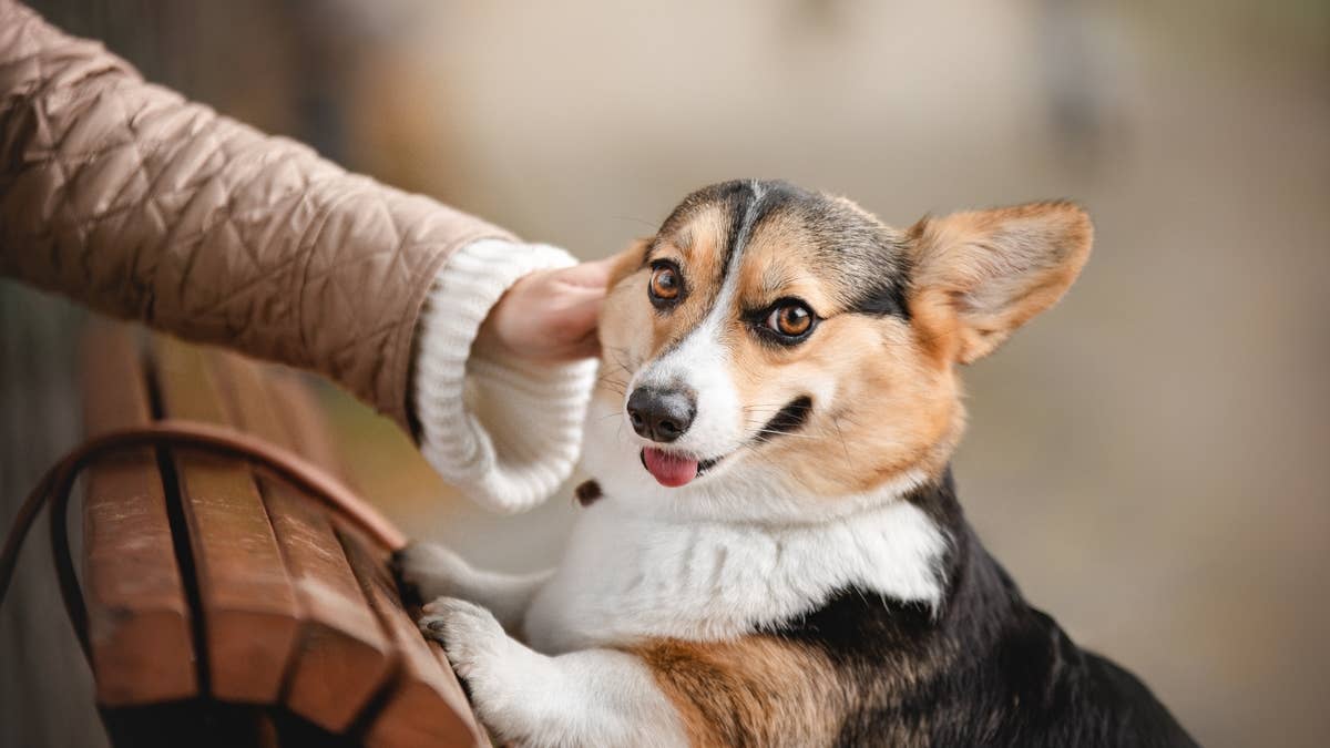 Antisocial corgi goes to the dog park for the funniest reason