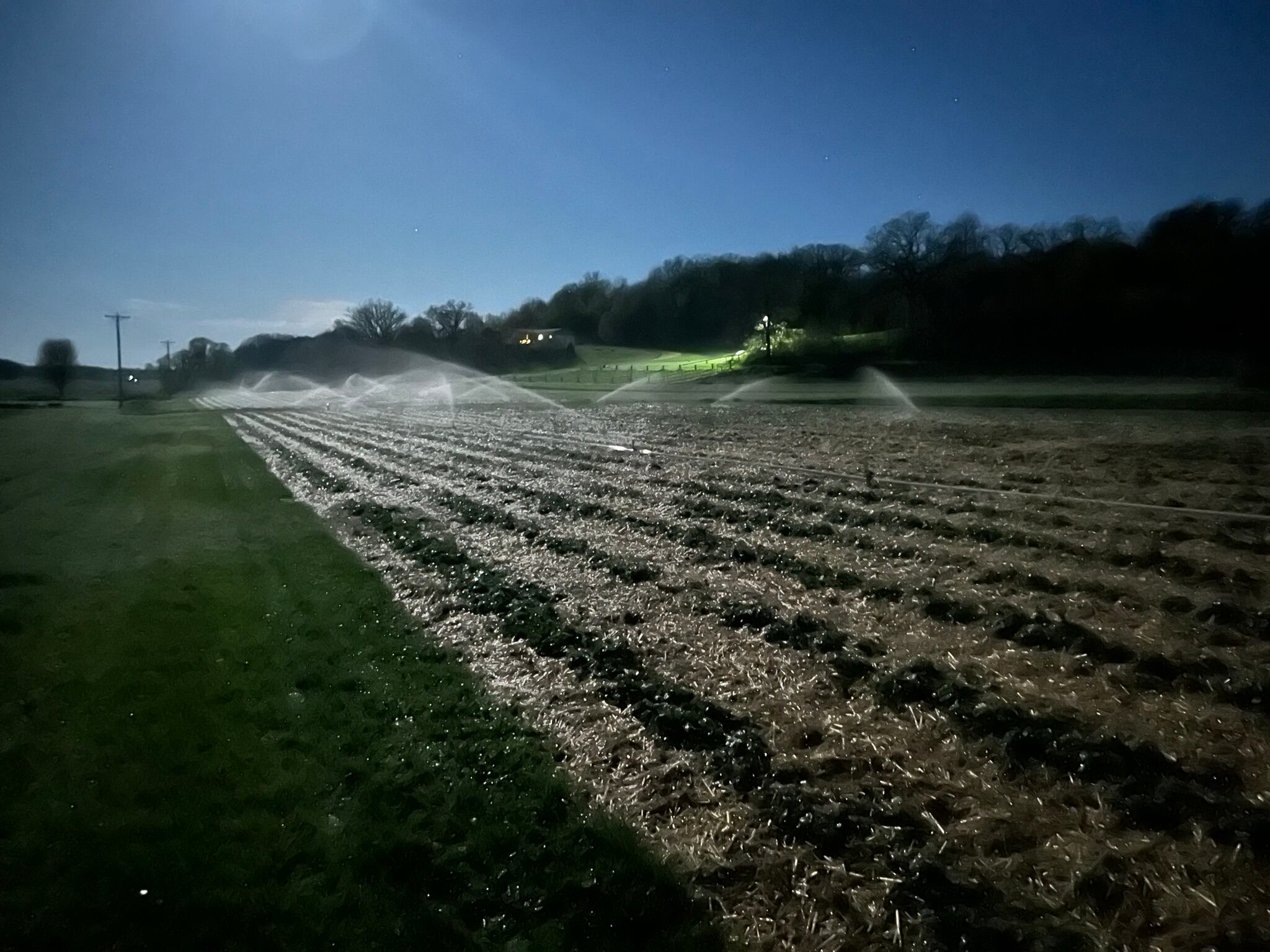 Wisconsin strawberry farmers freeze plants to protect from cold spring