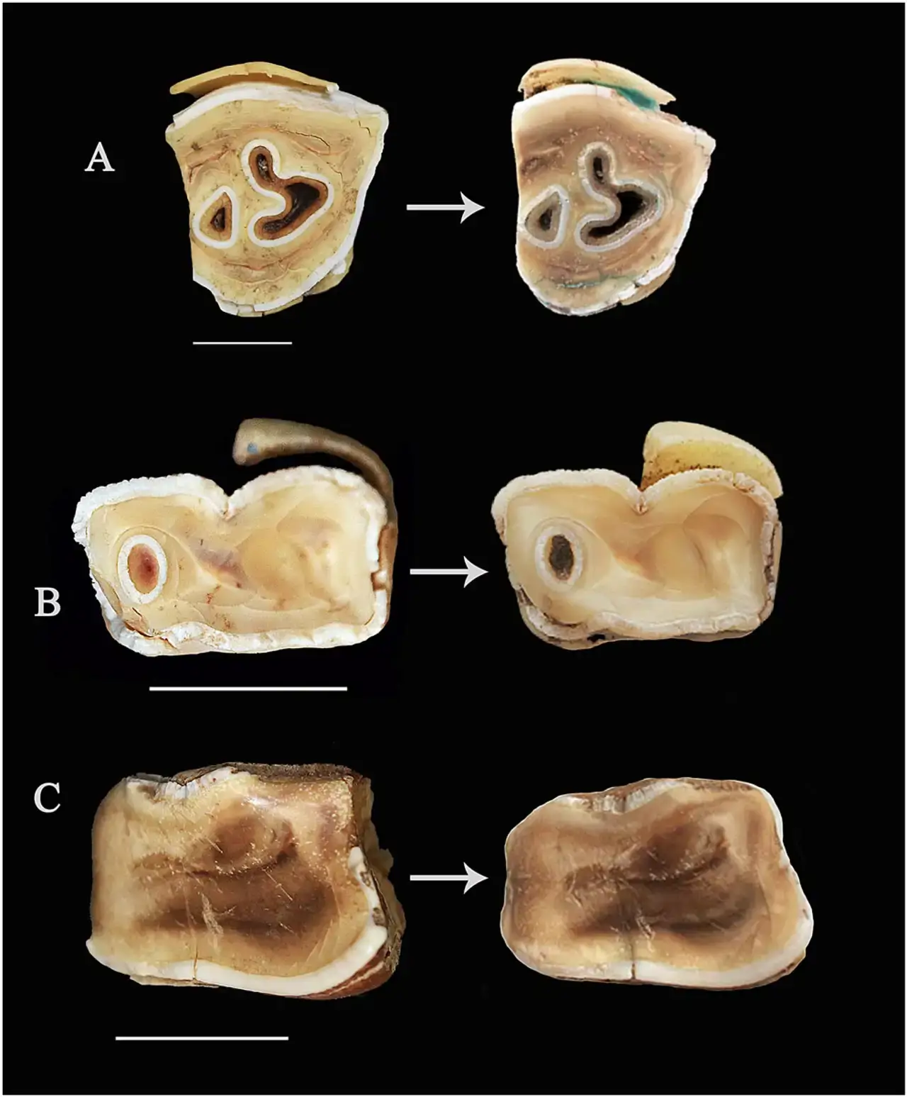 I Neandertal usavano denti per scolpire la pietra