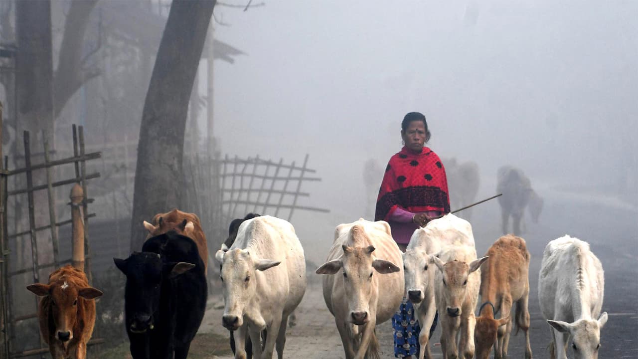 WB govt bans cattle slaughter without fitness certificate, new rules set