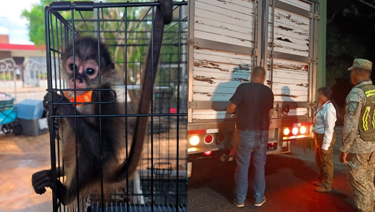 Profepa refuerza vigilancia contra tráfico de fauna y flora silvestre ...