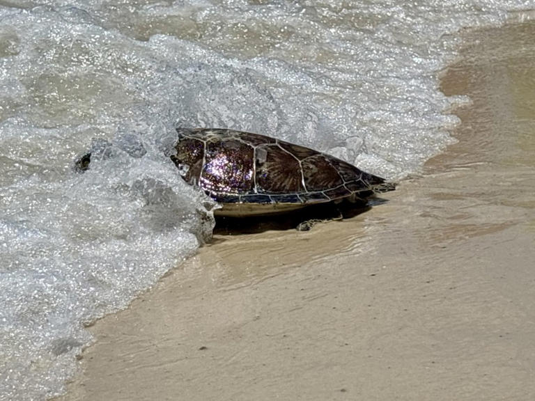 Four sea turtles released in Orange Beach, active season predicted