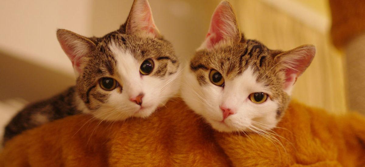 Cómo tener dos gatos en casa y que se lleven bien: guía completa y ...