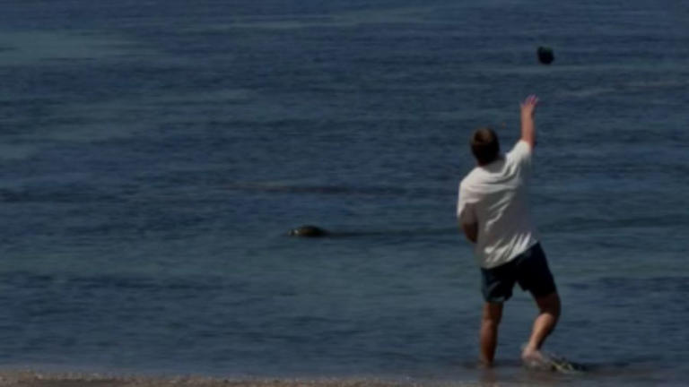 Washington man arrested for throwing rock at endangered monk seal on Maui
