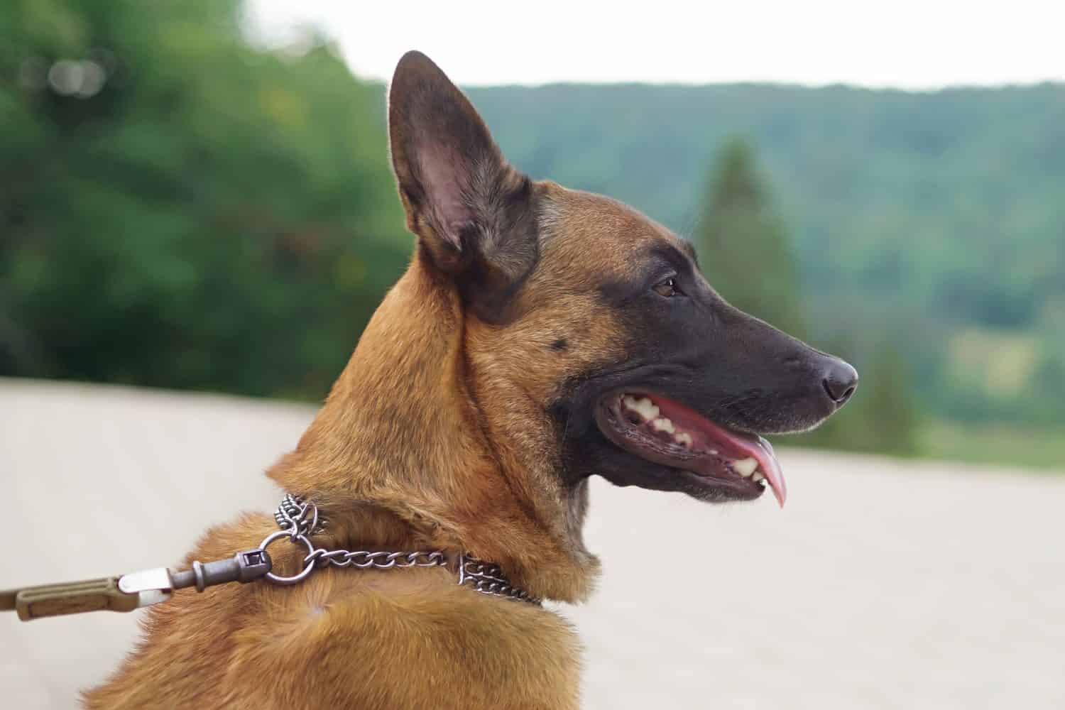 11 things you do that your dog probably hates