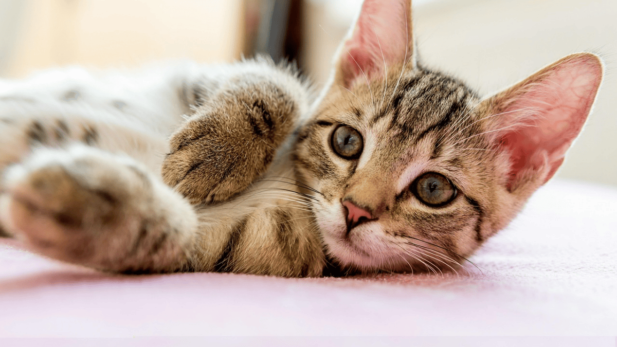 How to tell your cat's real age: 10 clues according to veterinarians