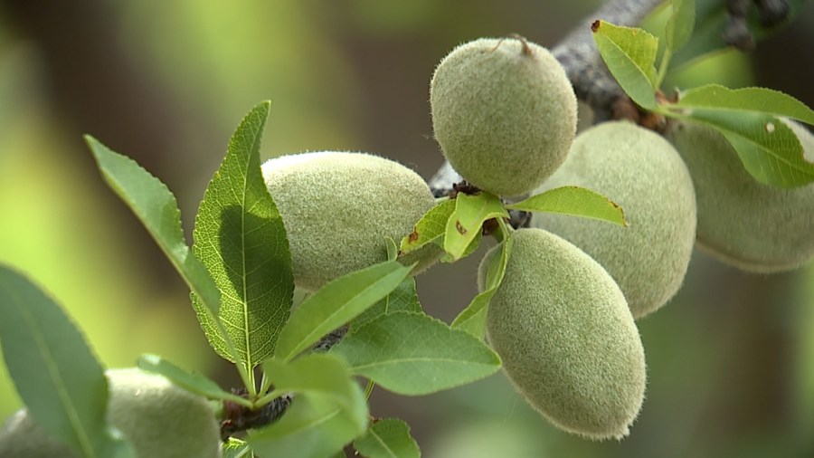 California almond growers facing challenges, still betting on long-term ...
