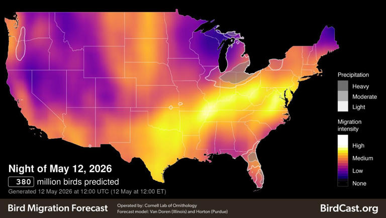 Bird migration forecasting: Connecting migrations with the weather