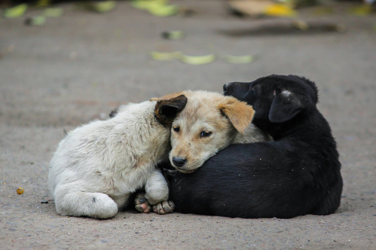 Rescued puppies embrace each other after being saved from Florida dog ...