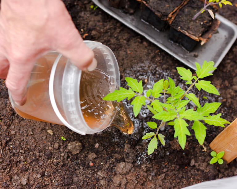 How to make compost tea for a fast-acting organic fertilizer that gives ...
