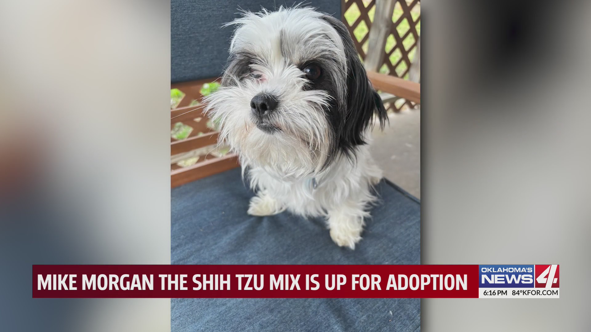 Mike Morgan the Shih Tzu mix is up for adoption