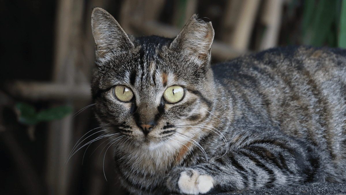 12 surprising cat facts that may change how you understand your feline ...