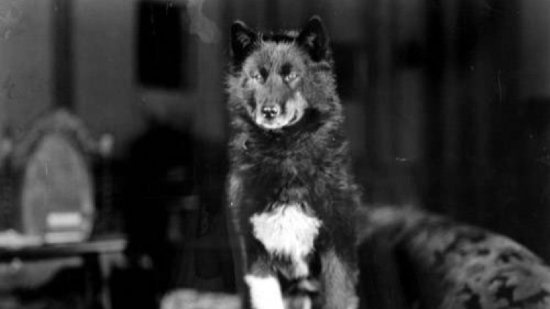 20 animal heroes who changed human history