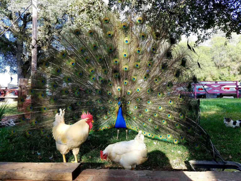 Hilarious video shows a peacock trying to impress an uninterested chicken