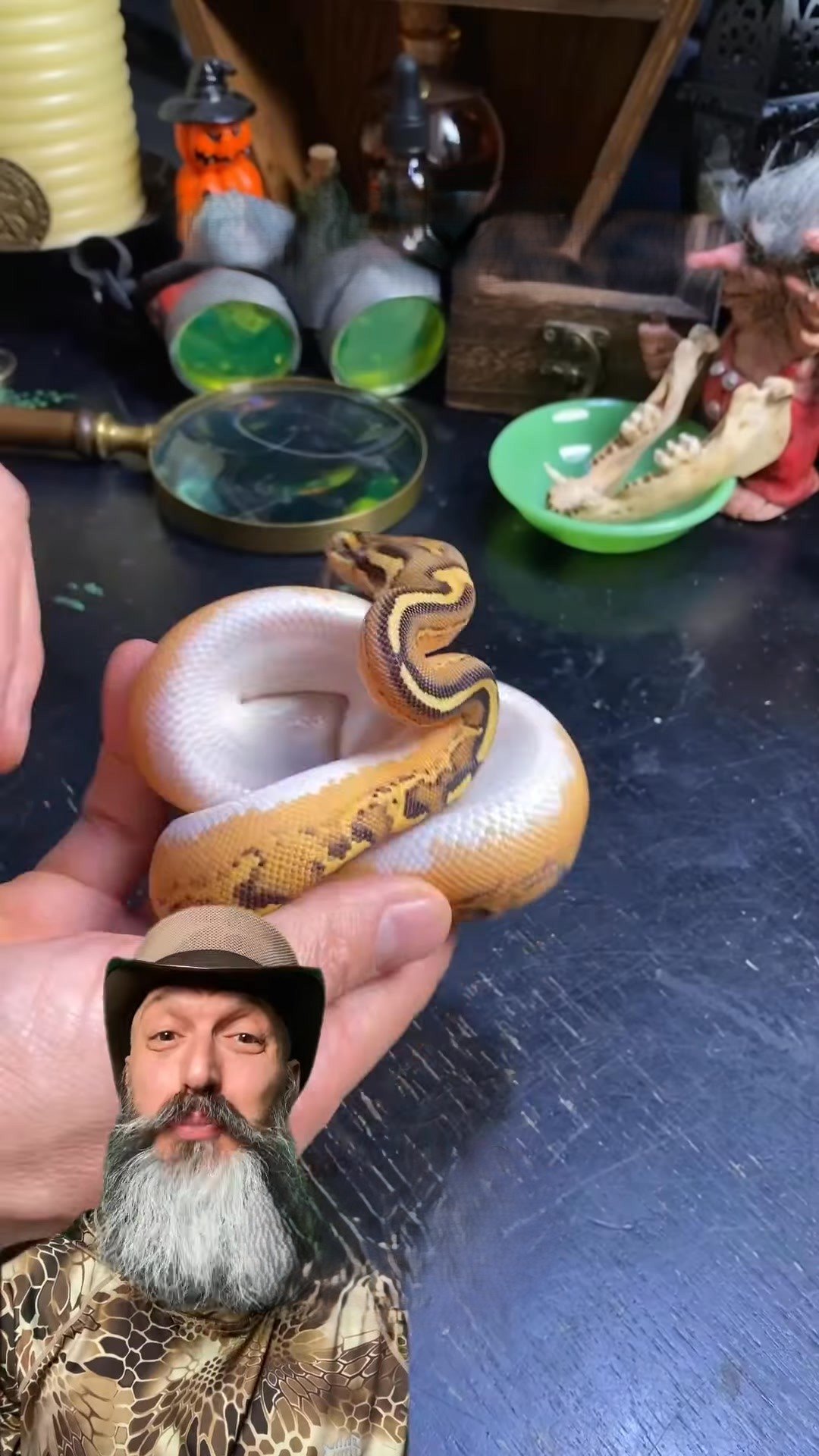 Is this snake female? A closer look