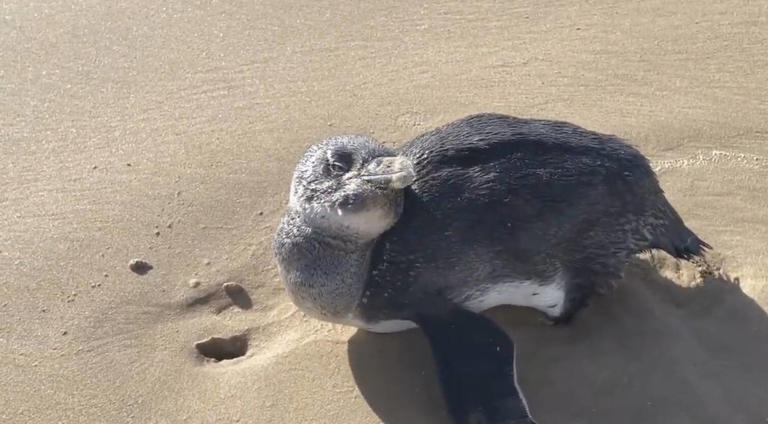 Beach jogger stops cold when she sees an endangered bird facedown in ...