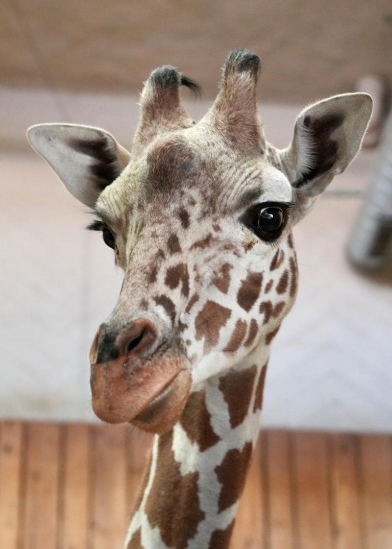Detroit Zoo welcomes 1-year-old giraffe Nguvu from Utah