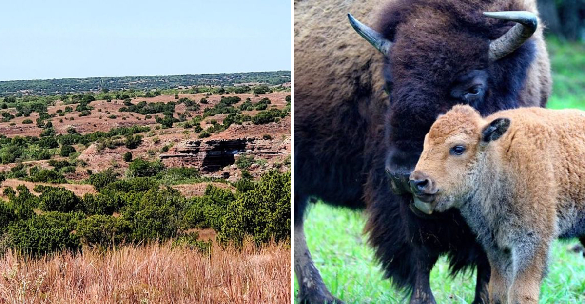 These 9 Oklahoma wildlife areas include vast open land and free-roaming ...
