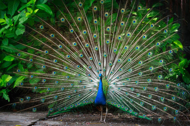 Hilarious video shows a peacock trying to impress an uninterested chicken