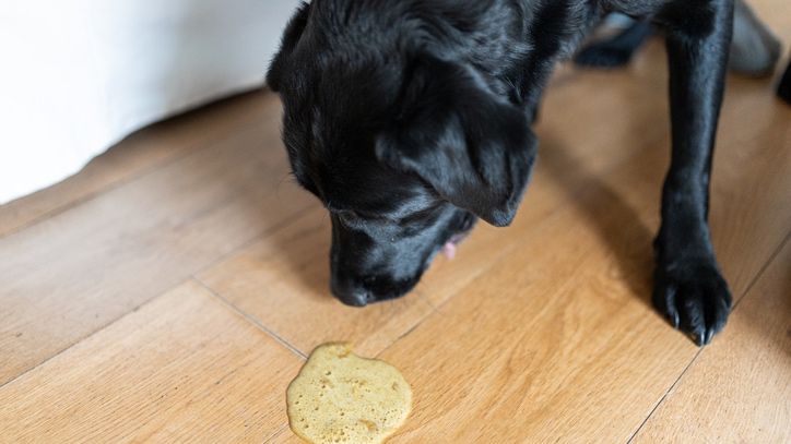 Scary but common dog problems