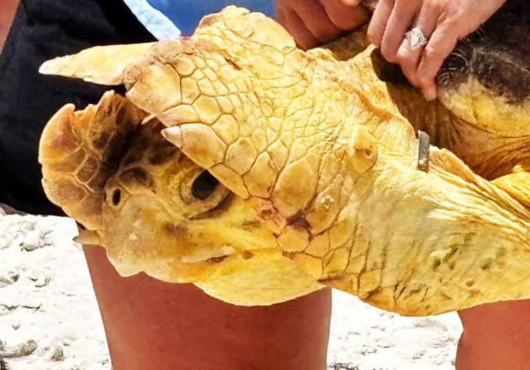 Four sea turtles released in Orange Beach, active season predicted