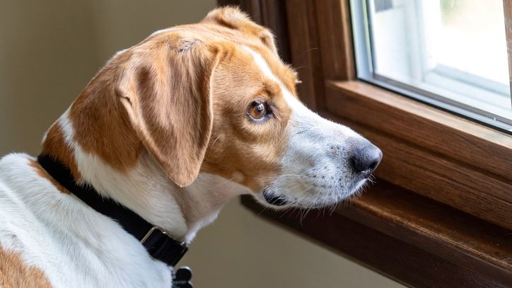 Scary but common dog problems