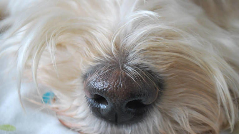 This nosy doodle has one very strange morning routine