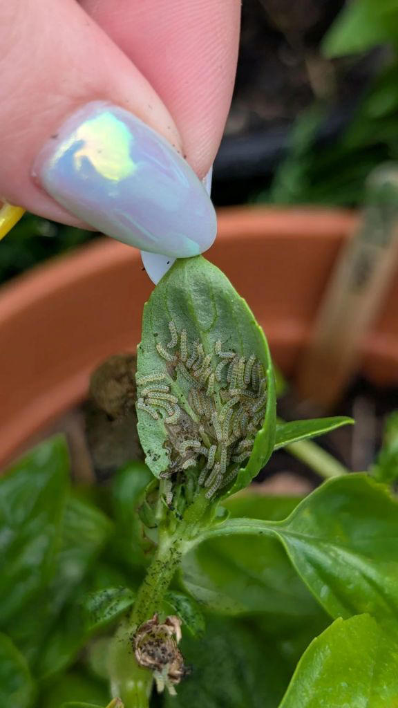 Mystery bugs on basil turn out to be armyworms that can strip a plant fast