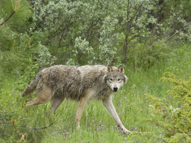 Video kursiert auf Social Media: Erster Wolf seit acht Jahren in NRW ...