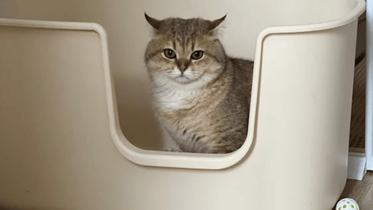 7 signs your cat misses you when you're not around