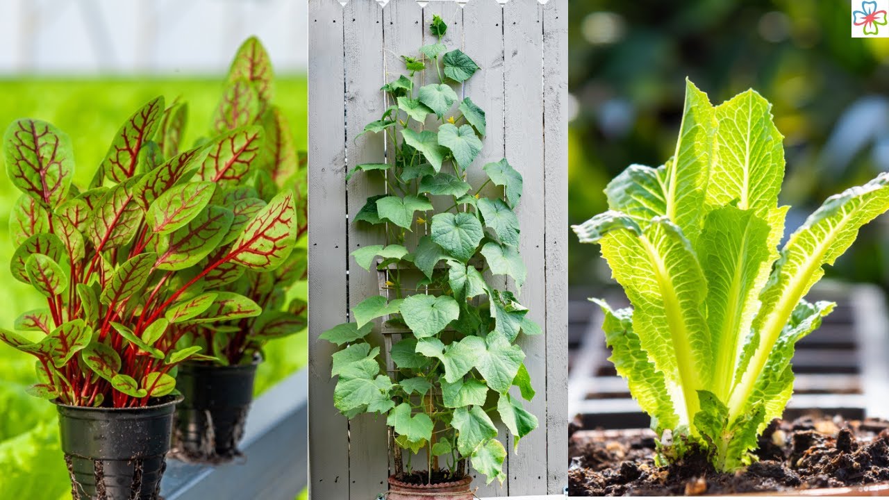 18 vegetables you can grow fast for a quick home harvest