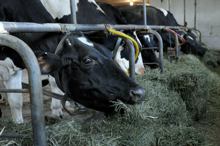CT to offer $22.5 million in state aid to dairy farmers who face low ...