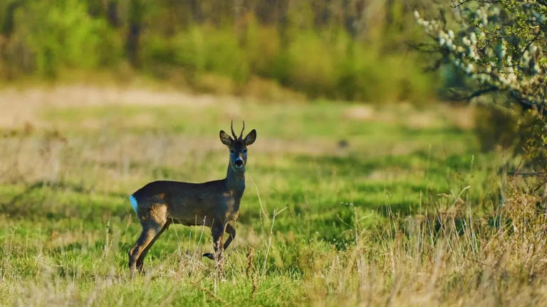 Drivers being warned against drunk deer on roads? Here’s what’s ...