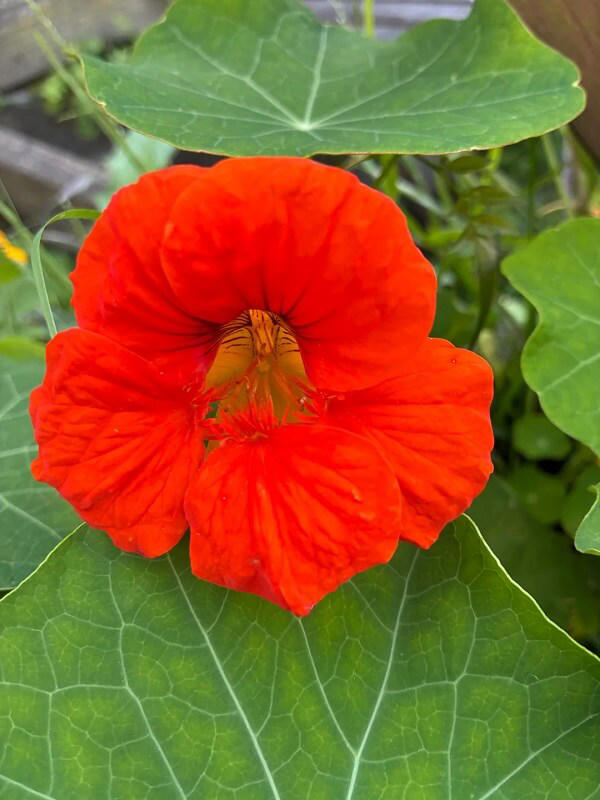 Gardener gets answer after fearing backyard flower may be a dangerous ...