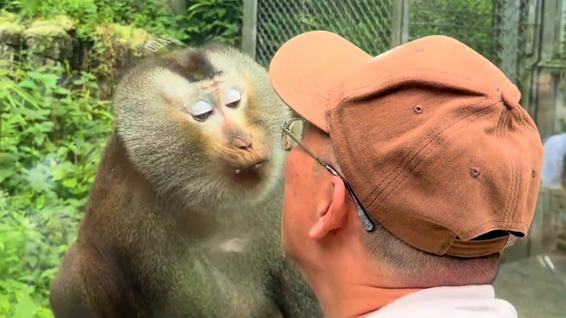 Monkey 'kisses' zoo visitor through glass enclosure wall
