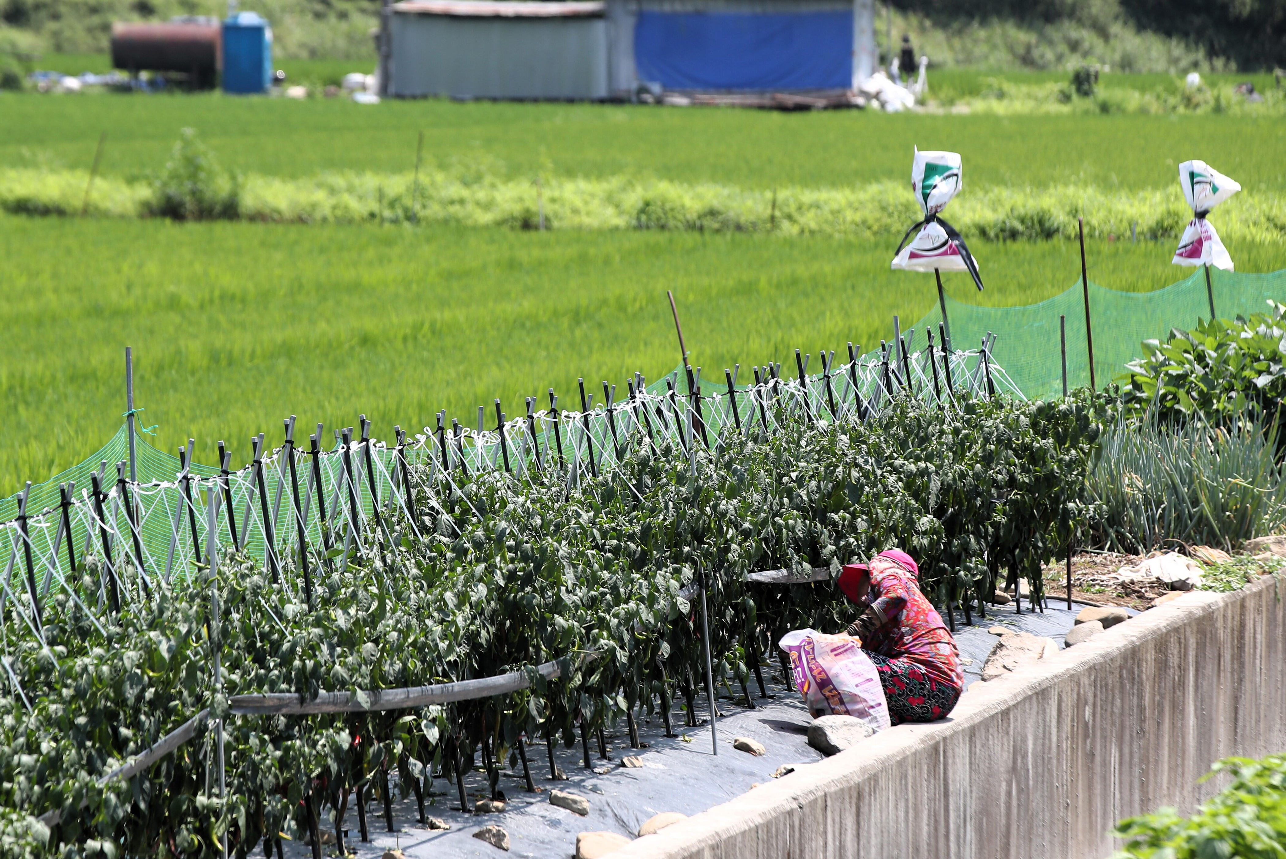 Korea Meteorological Administration forecasts heat-related illness risks