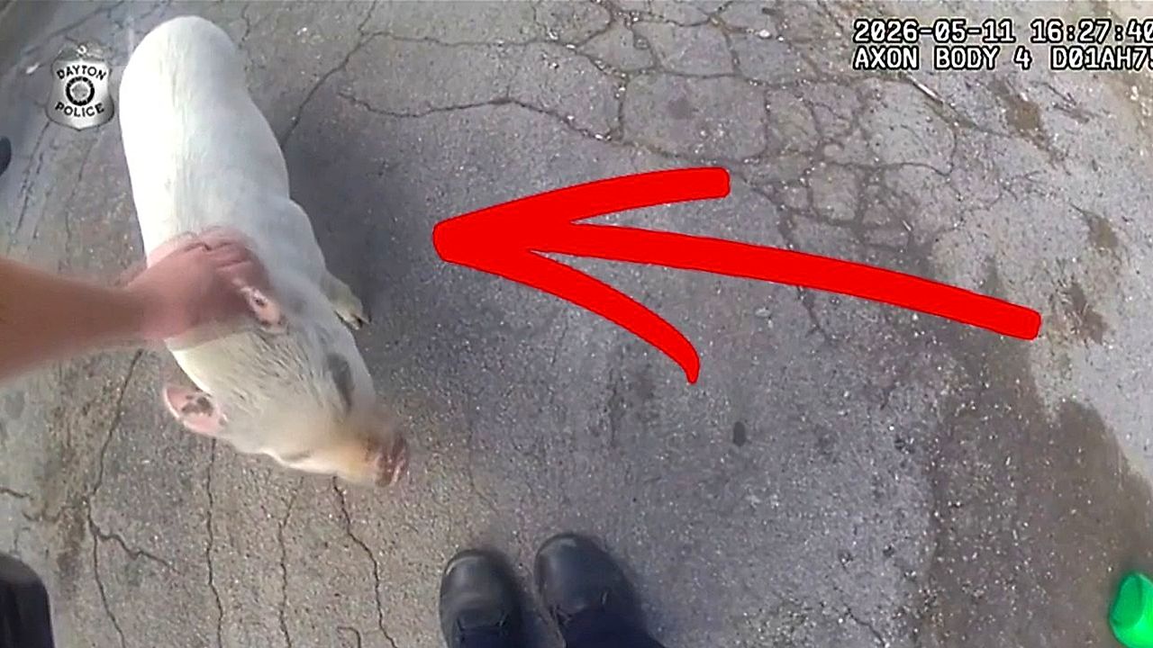 Ohio police and good Samaritan reunite lost pig with owner