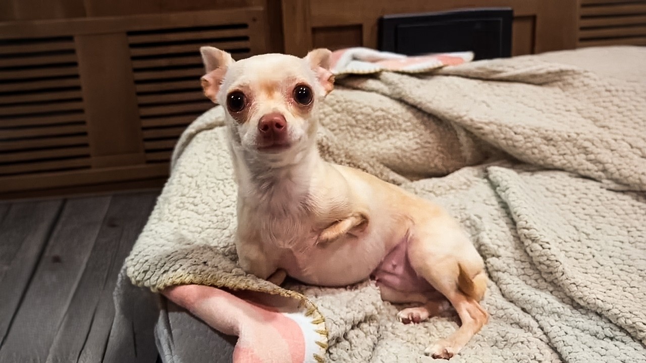 Dog born without front legs was almost thrown away - until one man ...