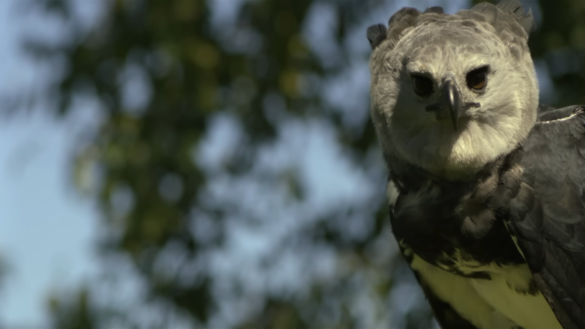 Owls can’t move their eyes – so their heads do something humans can’t