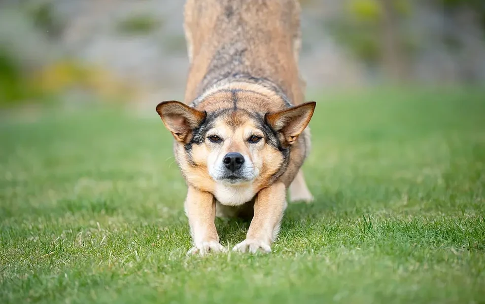 Decode your dog’s secret signals for a happier bond