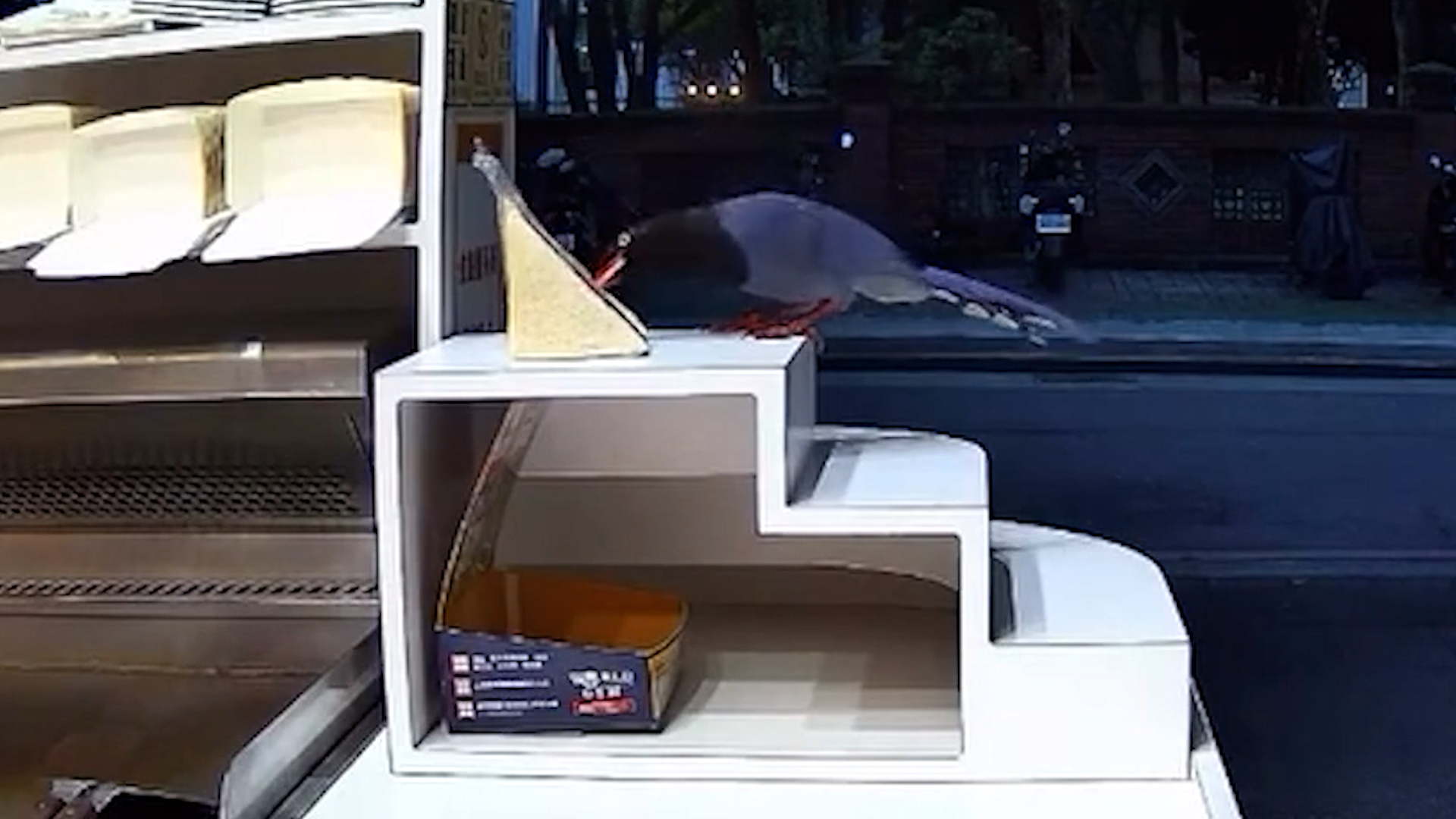 Bird brained bandit! Blue magpie caught stealing sandwich from cafe