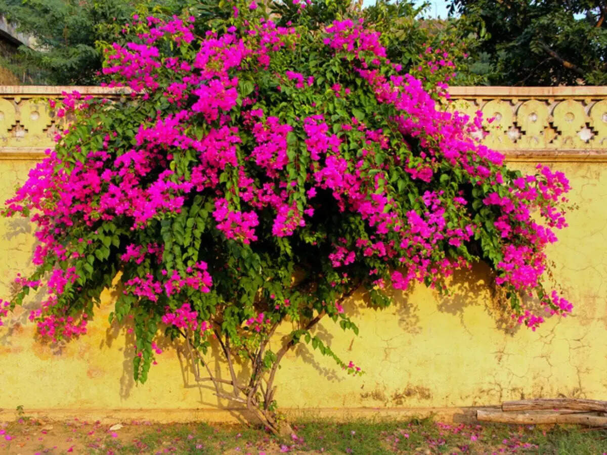 7 low-maintenance flowering plants perfect for balconies