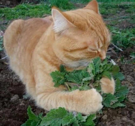 Con estas tres plantas de exterior podrás alejar a las palomas de tu ...